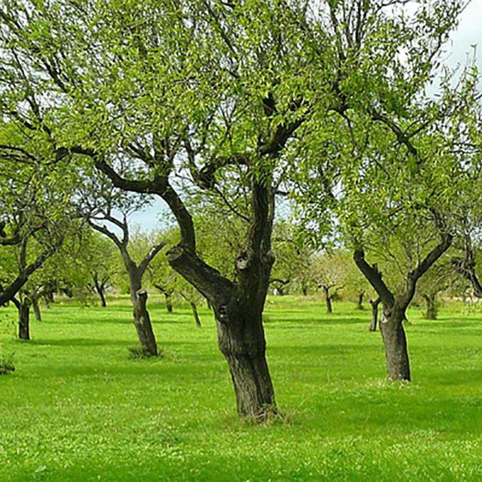 Happy Arbor Day From Your Friends at Prime Line | Prime Line Packaging