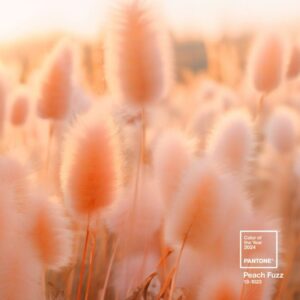 Pantone's 2024 Color of the Year: Peach Fuzz | Prime Line Packaging